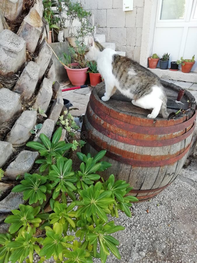 Curious cat on the barrel stock image. Image of interesting - 164447603