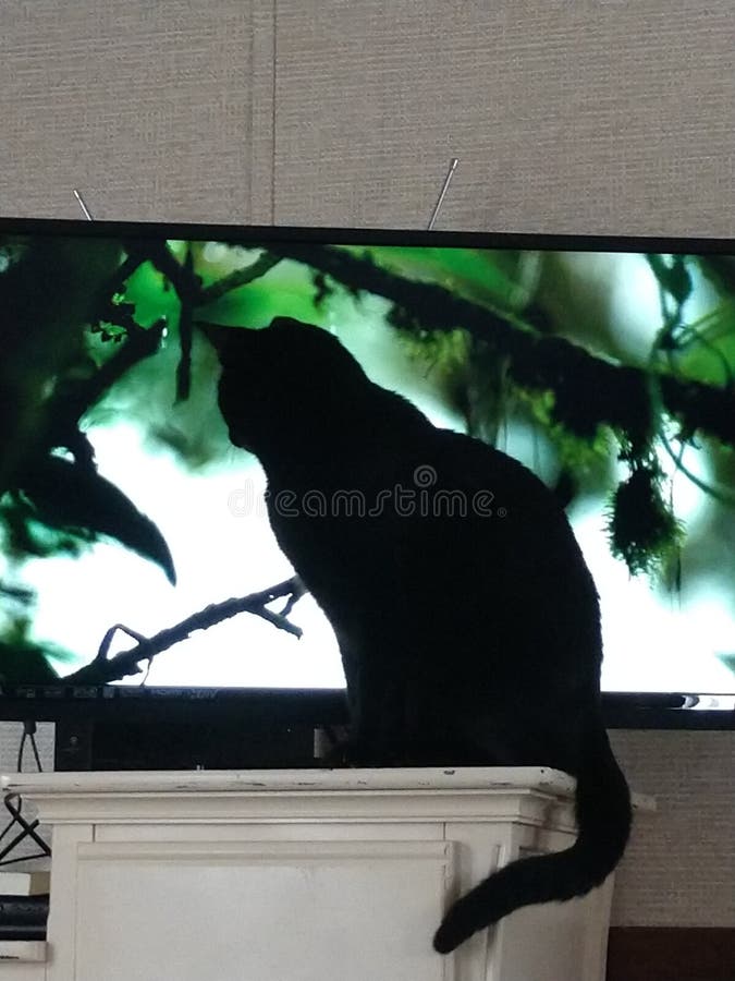 Curious cat stock image. Image of black, curious, nature - 111809429