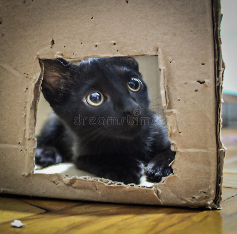 Curious cat in a box stock image. Image of paper, nose - 381634729