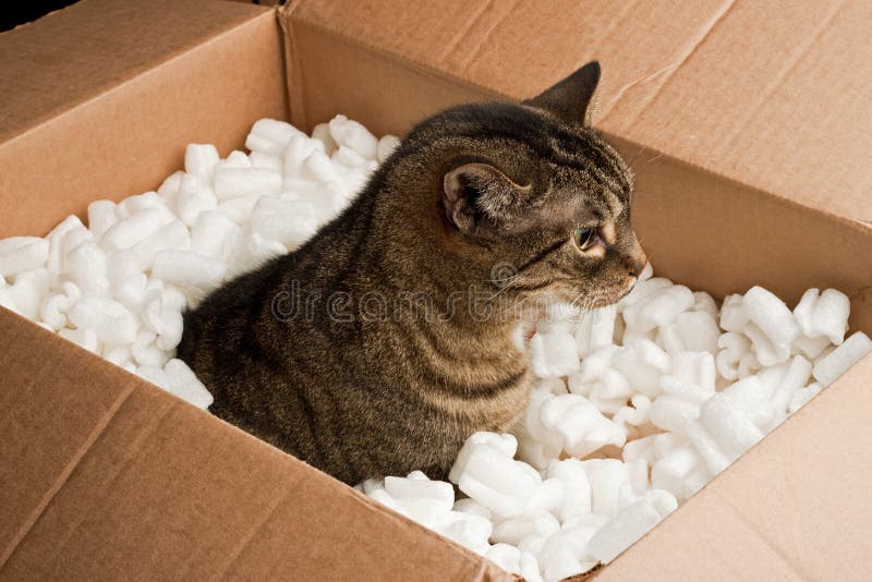 Ugly Cardboard Moving Box Stock Photos - Free & Royalty-Free Stock ...