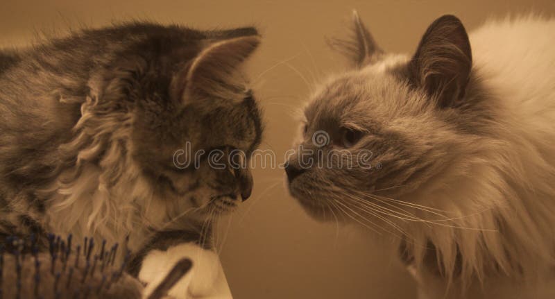 Curious Cat Brothers stock image. Image of cats, acting - 57116663