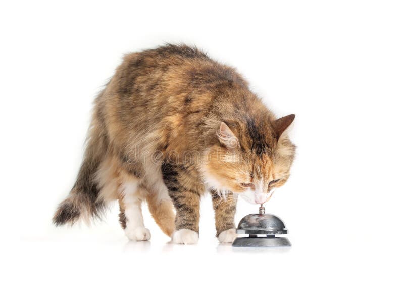 Curious Cat with Call Bell. Stock Photo - Image of desk, butler: 291961448