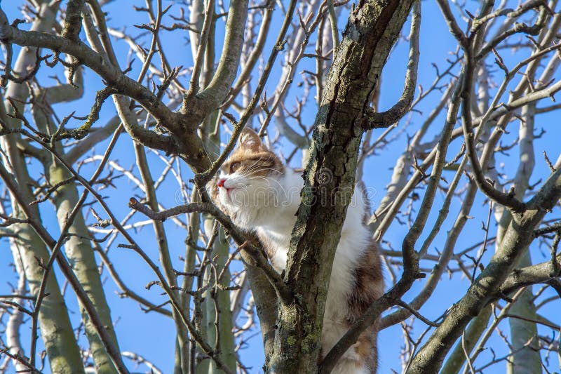 A Curious Cat Climbed High into a Tree. Stock Image - Image of watching ...
