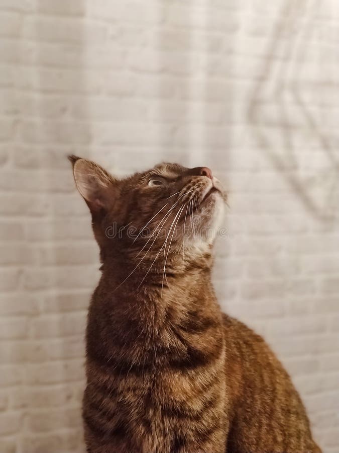 Curious cat stock photo. Image of furry, smart, eyes - 179835714