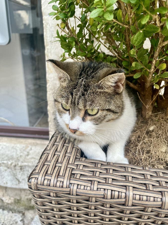 Curious Cat in Cozy Corner stock image. Image of animal - 344727313