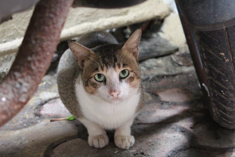 Cute Intimidated Cat Stock Photos - Free & Royalty-Free Stock Photos ...