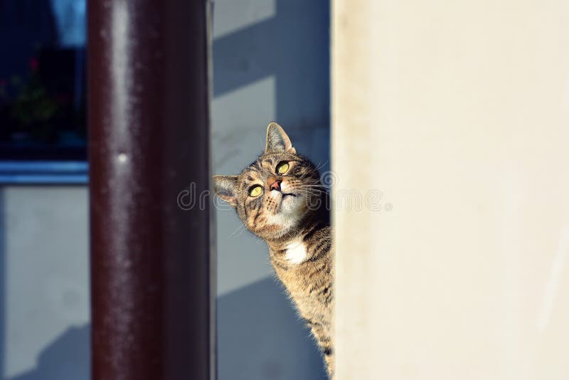 Peeking Around Corner Stock Photos - Download 109 Royalty Free Photos