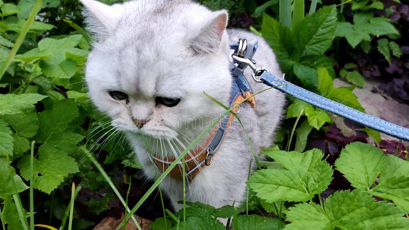 Curious Cat Exploring Lush Garden on a Leash Stock Footage - Video of ...