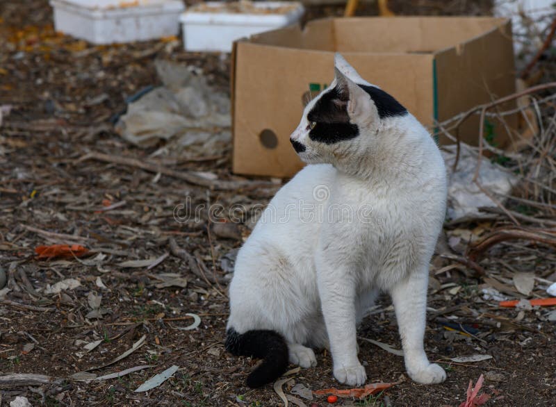 Curious Cat Exploring a Rustic Outdoor Setting during the Late ...