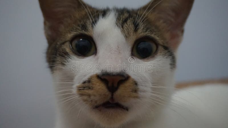 Curious cat face stock image. Image of cute, meow, curious - 262480353