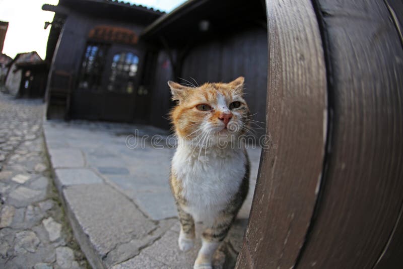 Curious cat stock photo. Image of eyes, gaze, happy, close - 55463676 Curious cat stock photo. Image of eyes, gaze, happy, close - 55463676