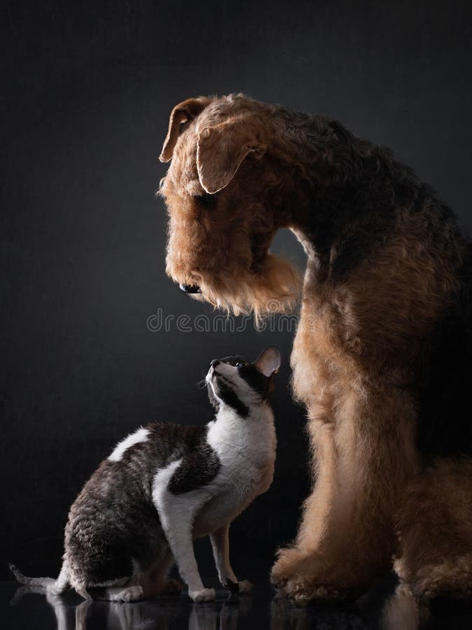 Cat Dramatic Lighting Stock Photos - Free & Royalty-Free Stock Photos ...