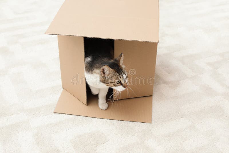 Curious Cat Getting Out of Box Stock Image - Image of container, lovely ...