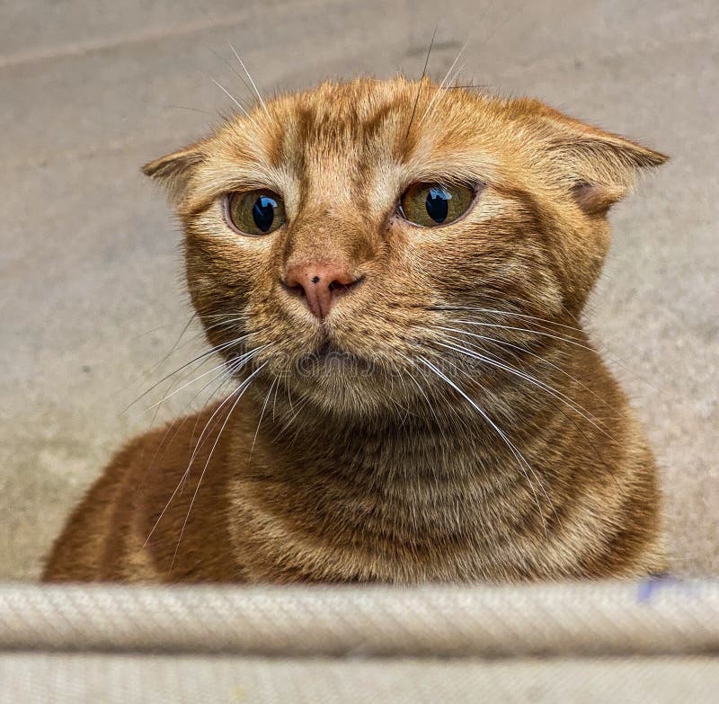 Curious Cat with His Ears Back Stock Image - Image of looking, kitty ...