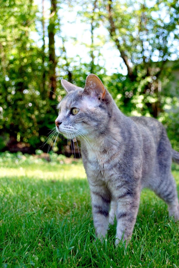 Curious Cat stock photo. Image of alert, looking, feline - 70038458