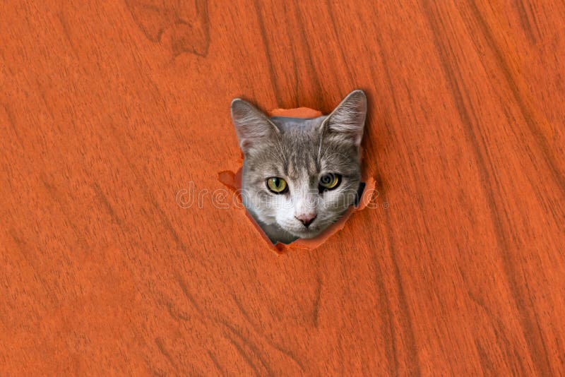 A Curious Cat Kitten Head Go through a Color Torn Paper with a Hole ...