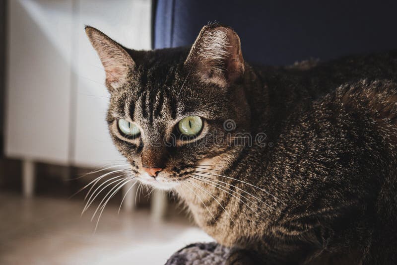 Curious cat stock image. Image of curious, looking, details - 150610565