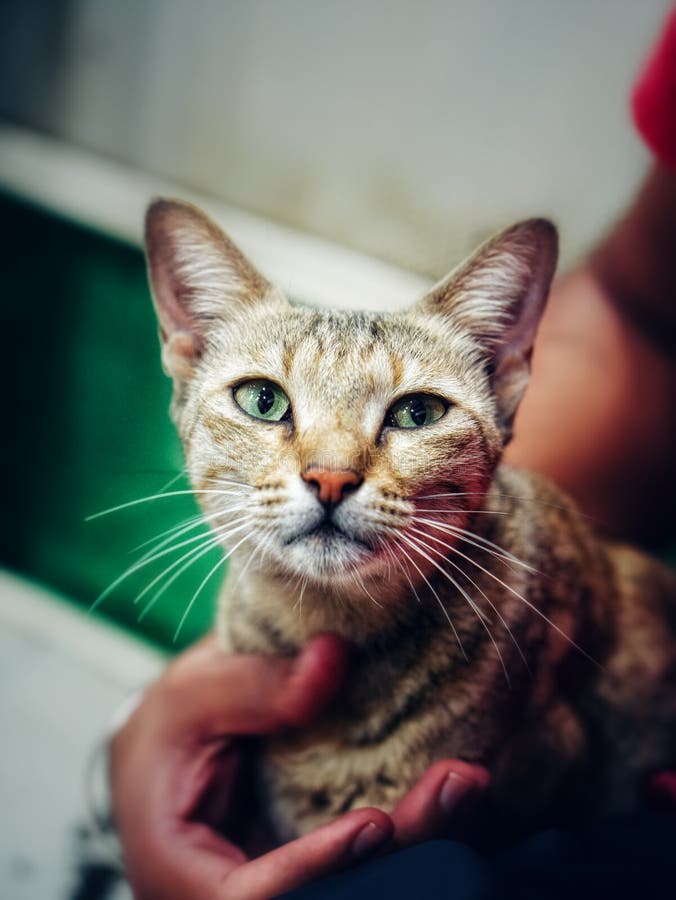 Curious Cat Looking in Camera Stock Image - Image of camera, loving ...