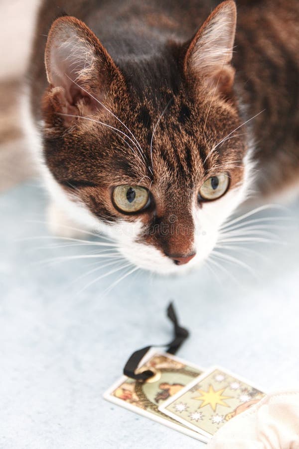 Curious cat looking stock photo. Image of house, skin - 306900400