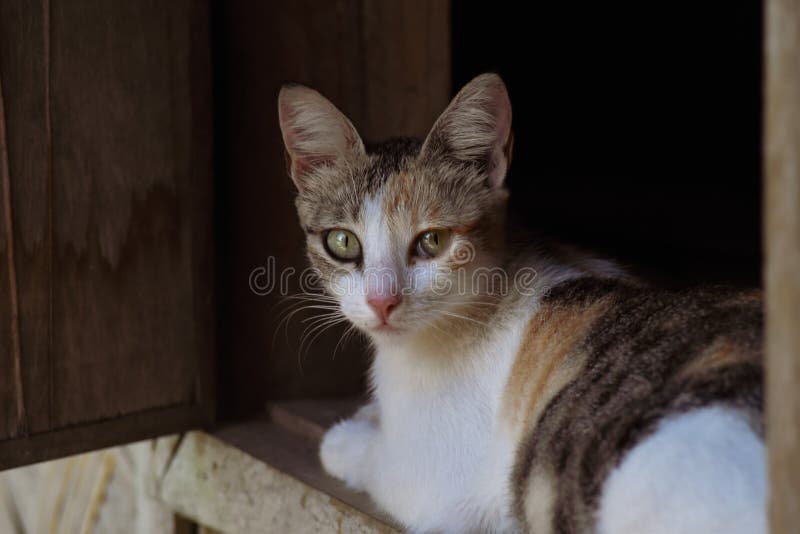 Curious Cat stock photo. Image of sittingcat, adorable - 180131924