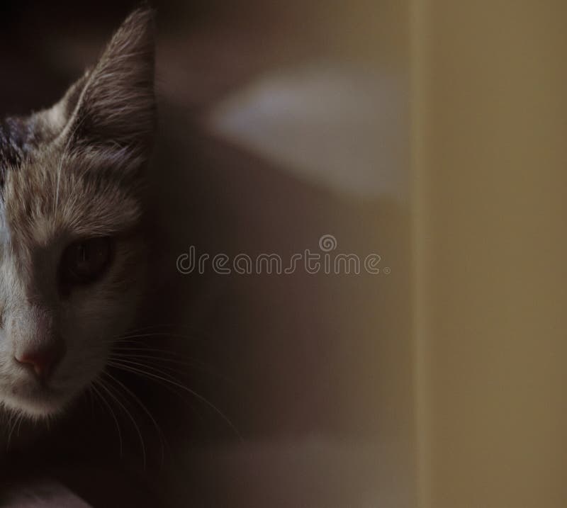 Curious Cat stock image. Image of environment, silhouette - 180132251