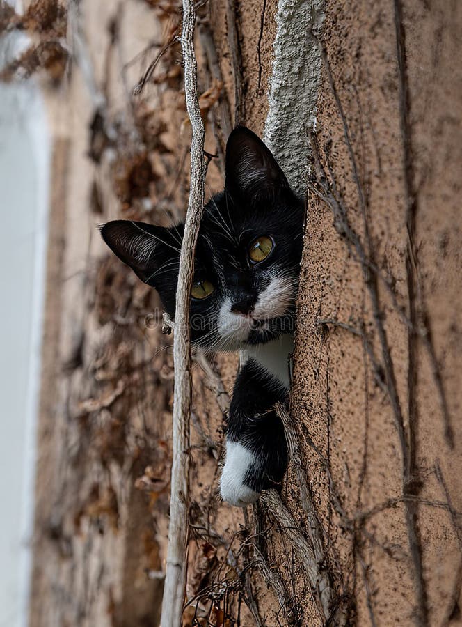 Curious Cat Looking through a Hole Stock Photo - Image of beautiful ...