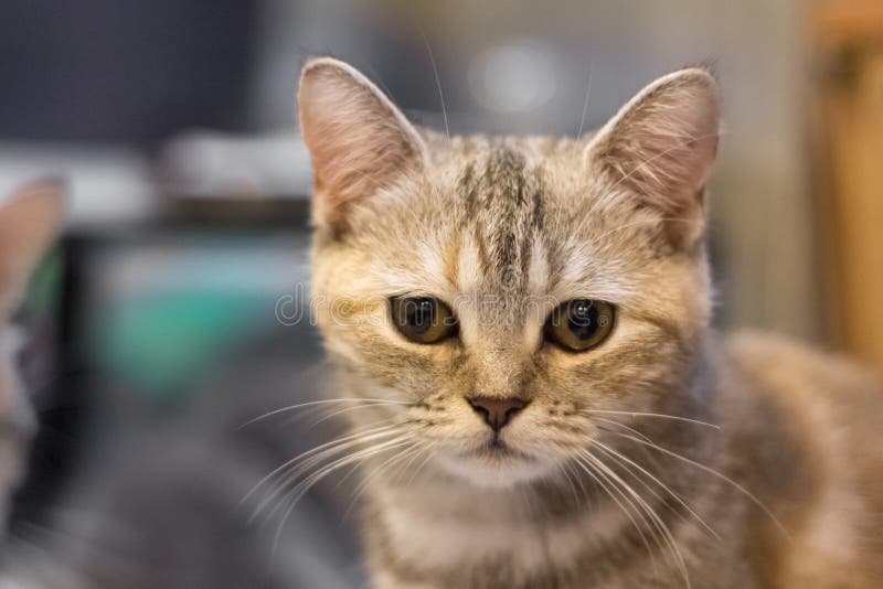 Curious cat stock image. Image of looking, baby, nature - 61059723