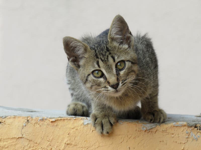 Curious cat looking at you stock image. Image of kitten - 198365157