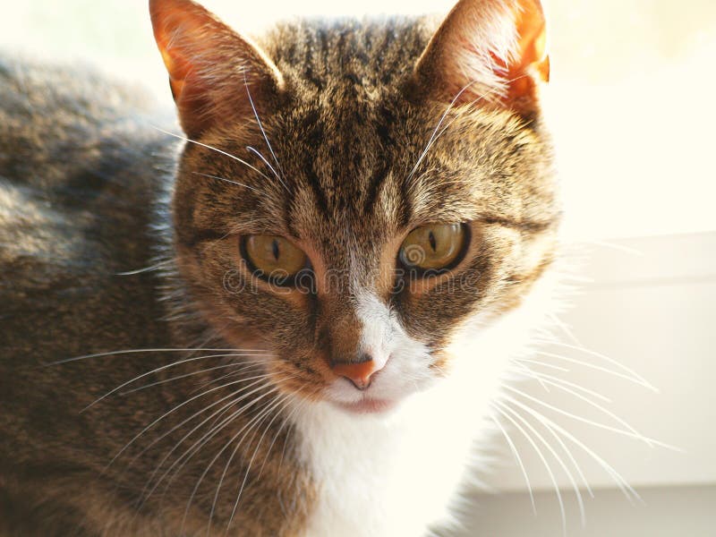 Curious cat stock image. Image of looks, ears, face, girl - 53088989