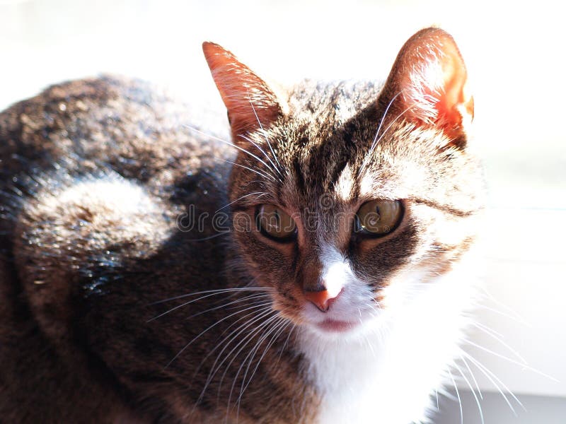 Curious cat stock photo. Image of spring, scraper, face - 53094464