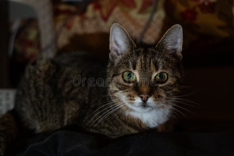 A Curious Cat Lying on the Couch in the Evening in the Dark Stock Photo ...