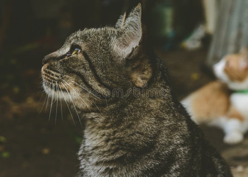 Curious cat stock image. Image of curious, nature, details - 150611043