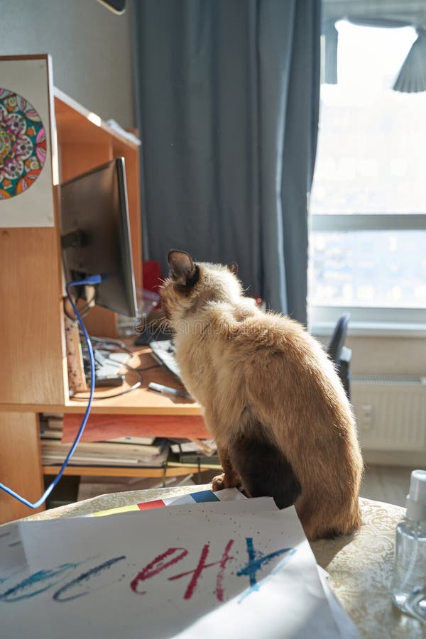 Sunlit Cat Desk Stock Photos - Free & Royalty-Free Stock Photos from ...