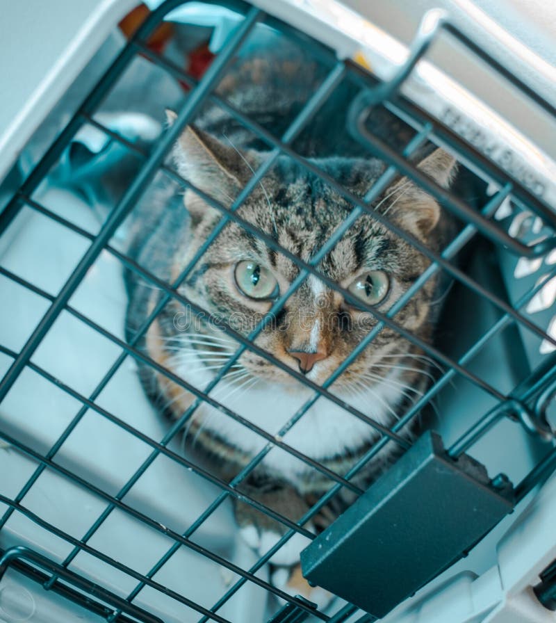 Curious Cat Peeking Cage Bars Stock Photos - Free & Royalty-Free Stock ...