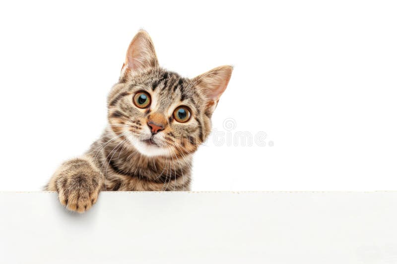 A Curious Cat Peeking Over a Blank Sign Stock Image - Image of school ...