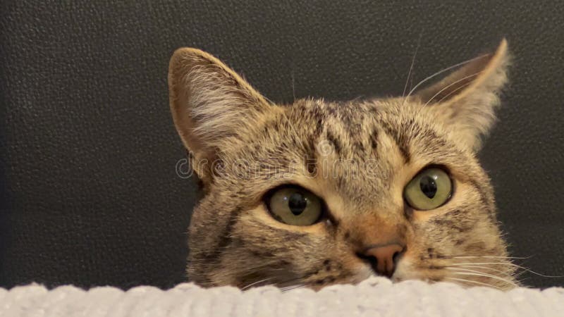 A Curious Cat Peeks Over the Edge of a Table, Observing Its ...