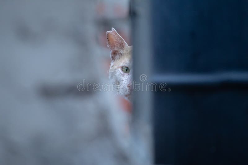 A Curious Cat Peering from Behind a Wall or Fence Stock Photo - Image ...