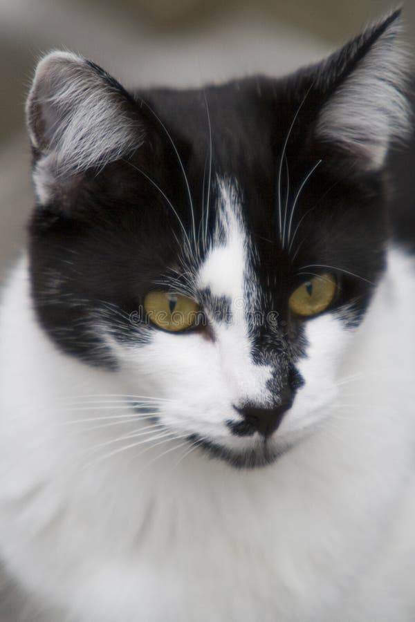 Curious Cat - Portrait stock photo. Image of animal, watching - 13503776