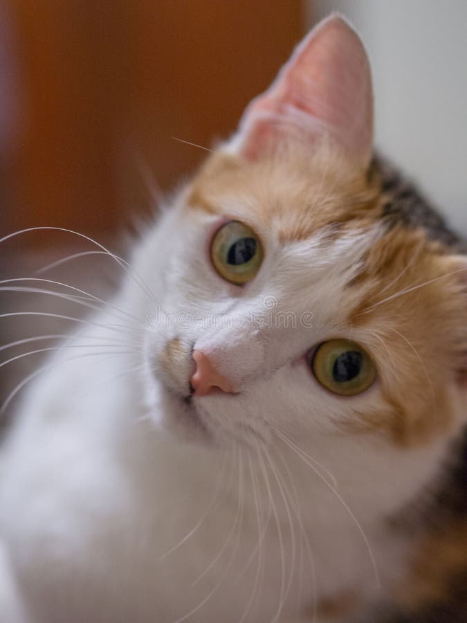 Curious cat portrait stock image. Image of pretty, funny - 267333203