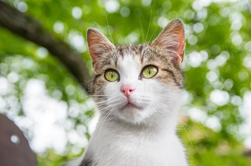 Curious cat portrait stock image. Image of summer, watch - 71921601