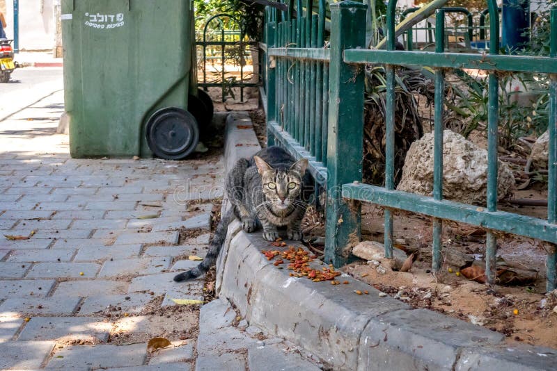 Curious Cat Resting beside the Metal Fence Editorial Image - Image of ...