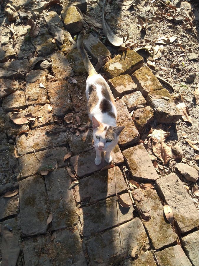Curious cat on road stock photo. Image of plant, branch - 270594410
