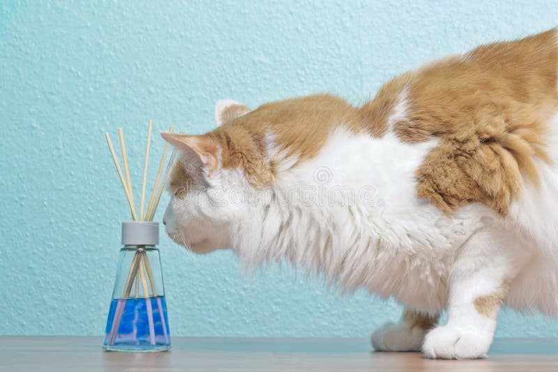 Curious Cat Smelling on Air Freshener on the Table. Stock Image - Image ...