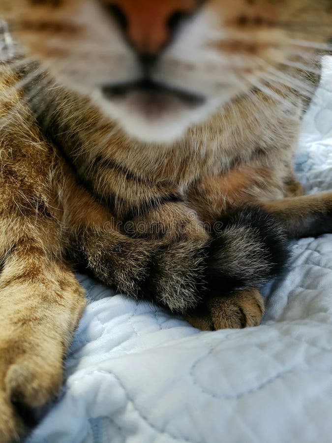 Curious Cat stock image. Image of animals, tail, fieldofdepth - 174712971