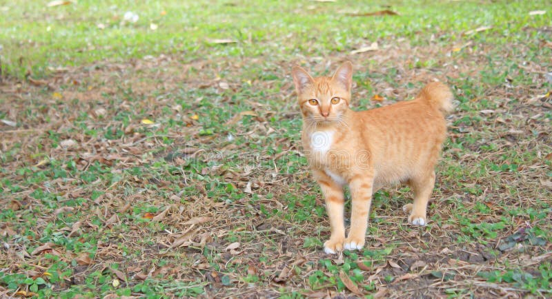Curious Cat Standing and Looking Forward at Garden,asia Cat Stock Image ...