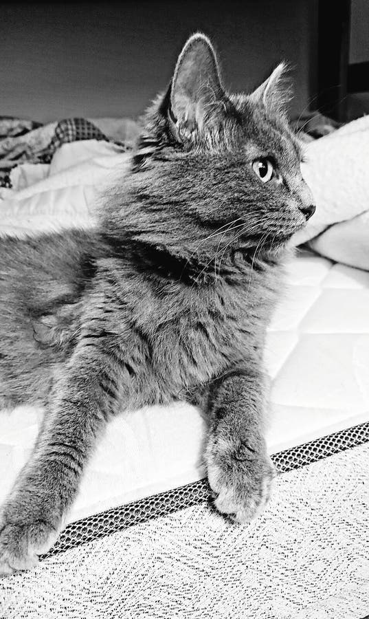 Curious Cat Staring stock photo. Image of sketch, black - 261251450