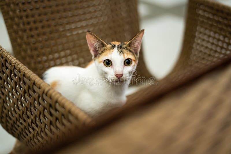 Curious Cat Staring at the Camera Stock Image - Image of animal, alert ...
