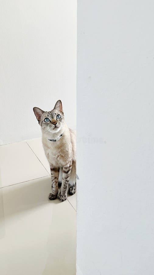 A curious cat stock image. Image of ceiling, mammal - 294021775