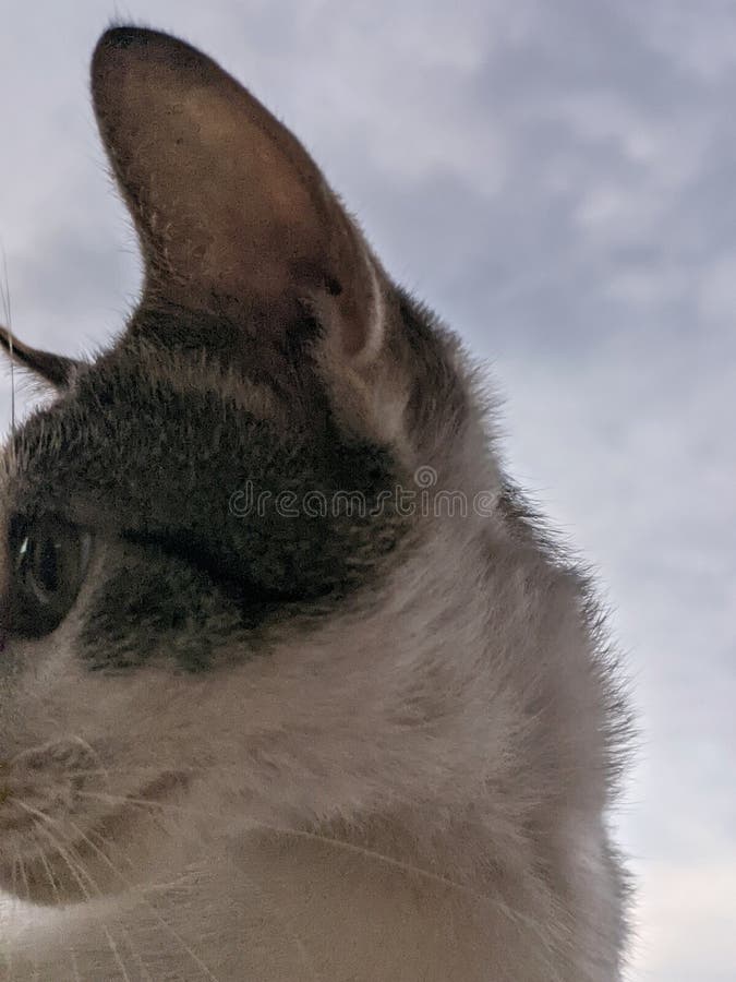 Curious Cat Staring at Sky stock image. Image of domestic - 376368835