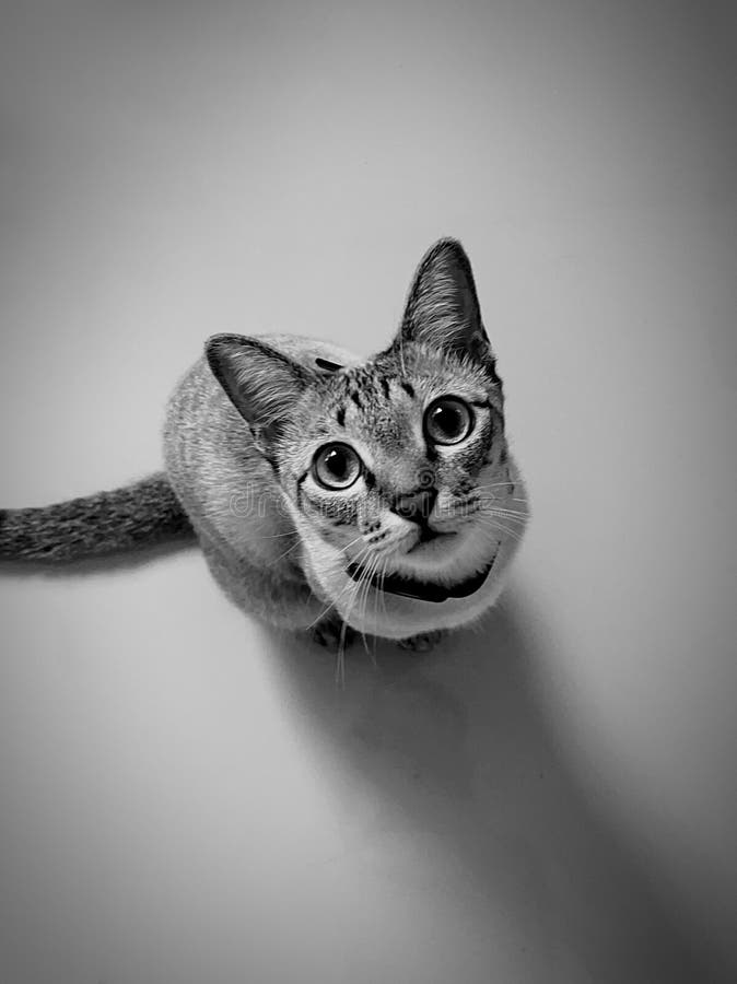 A curious cat stock photo. Image of white, black, view - 242934878